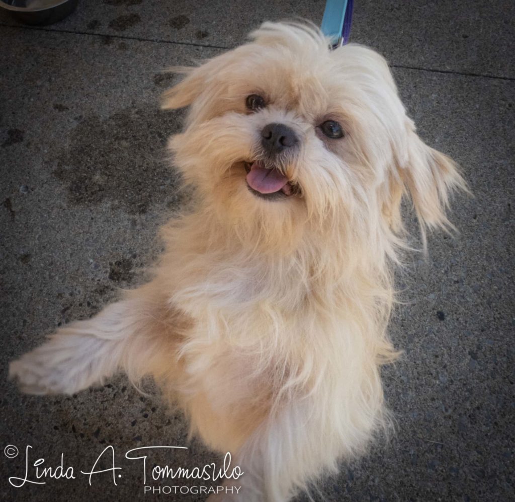Rex - Capital District Humane Association