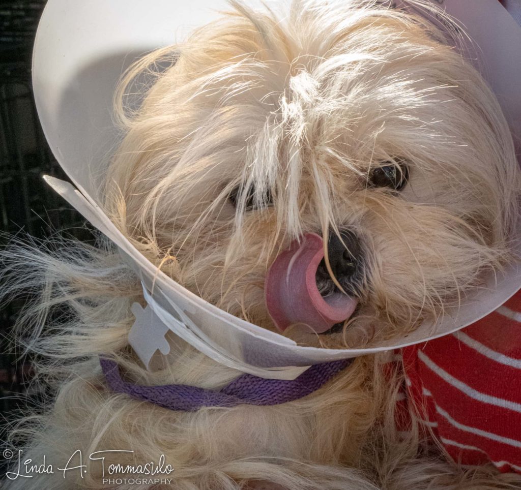 Rex - Capital District Humane Association