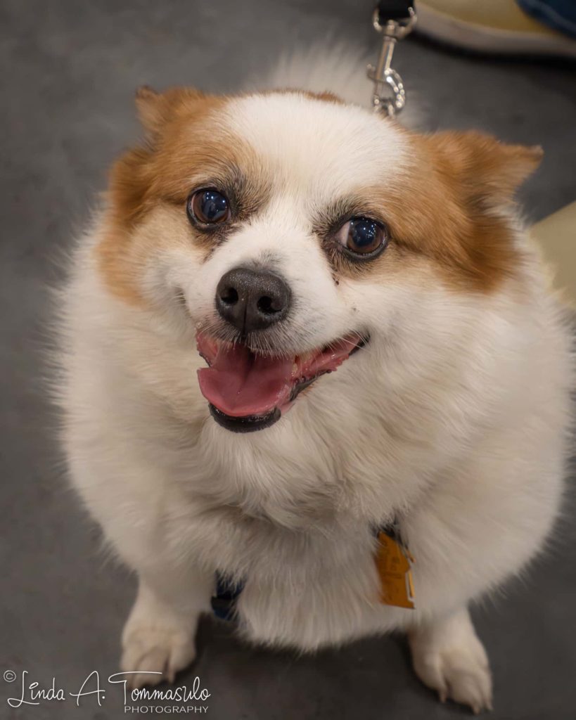 Merlin - Capital District Humane Association